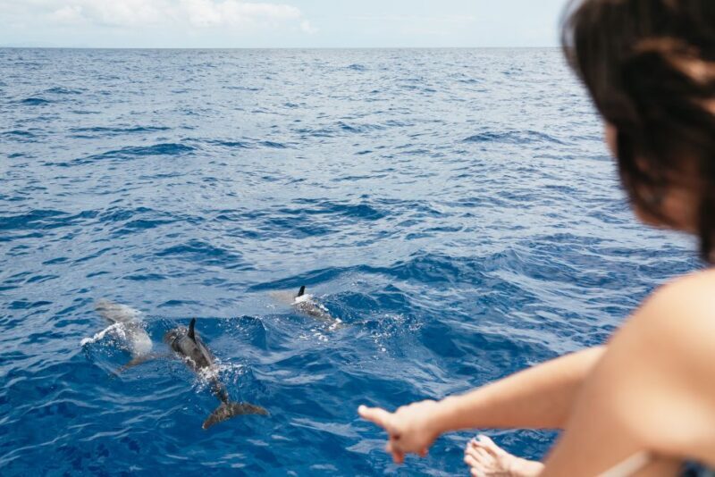 Funchal Bay: Dolphin & Whale Watch Luxury Catamaran Cruise - FAQ