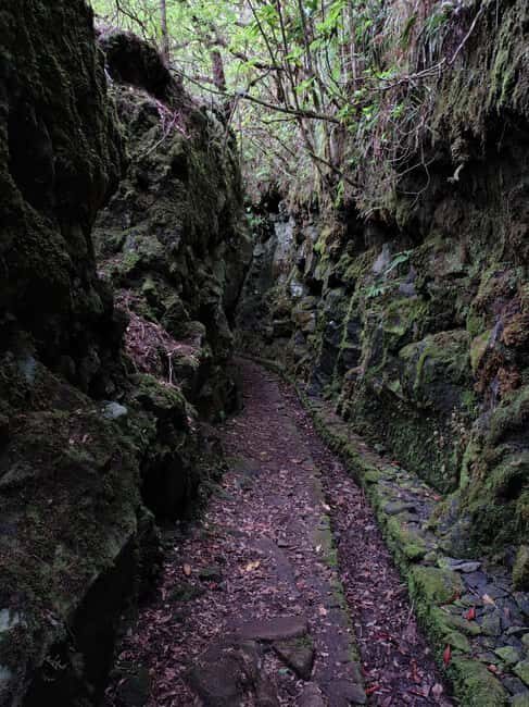 Funchal: Bica da Cana to Encumeada Guided Hike with Pickup - The Sum Up