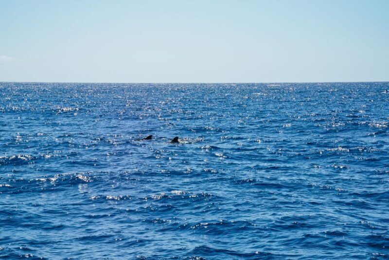 Funchal: Dolphin and Whale Watching by Luxury Catamaran - An In-Depth Look at this Madeira Marine Adventure