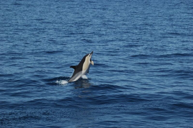 Funchal: Dolphin and Whale Watching Catamaran Cruise - An Authentic Marine Adventure on Madeira’s Waters