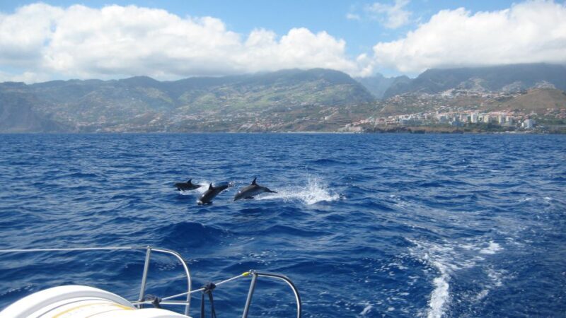Funchal: Dolphin and Whale Watching Catamaran Cruise - The Itinerary — What to Expect