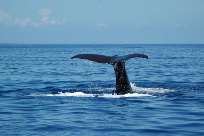 Funchal: Dolphin and Whale Watching Catamaran Cruise - Authentic Experiences and Insights from Travelers