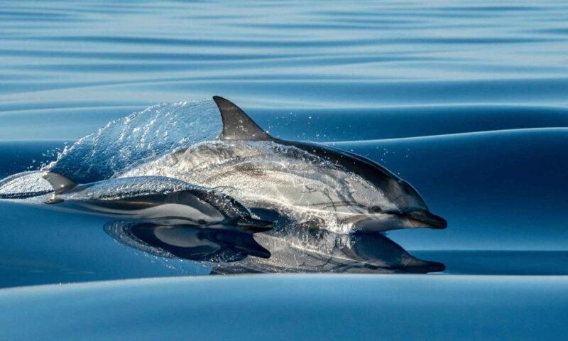 Funchal: Dolphin and Whale Watching Cruise - An Authentic Ocean Encounter