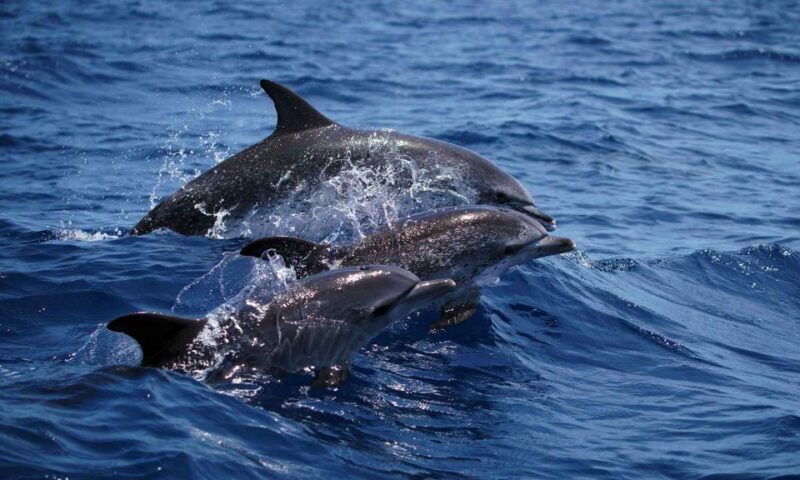 Funchal: Dolphin and Whale Watching Cruise - Price and Value