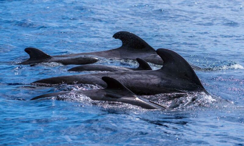 Funchal: Dolphin and Whale Watching Cruise - Practical Tips for Travelers