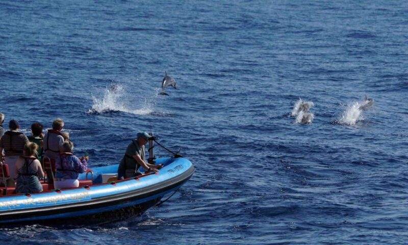 Funchal: Dolphin and Whale Watching Cruise - Authentic Experiences from Other Travelers