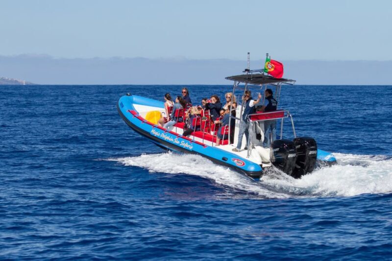 Funchal: Dolphin and Whale Watching Cruise - The Sum Up