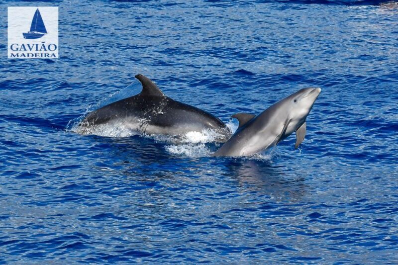 Funchal: Dolphin and Whale Watching Sailing Trip - FAQ