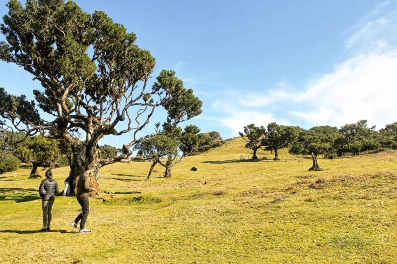 Funchal: Enchanted Terraces, Porto do Moniz & Fanal 4WD Tour - Practicalities and Tips