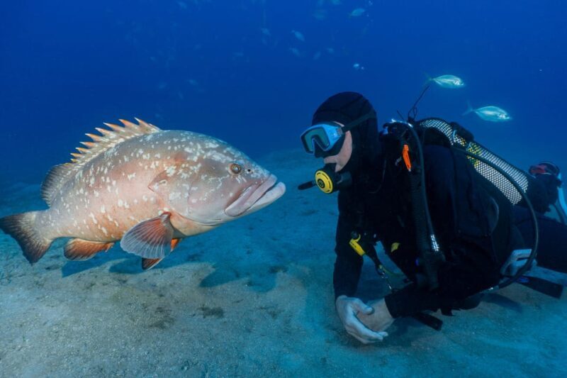 Funchal: Garajau national park - certified divers - An In-Depth Look at the Experience