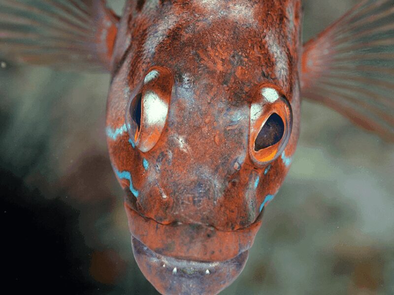 Funchal: Garajau national park - certified divers - Authentic Traveler Feedback