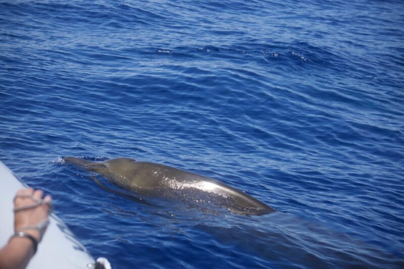 Funchal: Guarantee Wild Dolphin&Whale Watching by RIB - An Introduction to the Experience