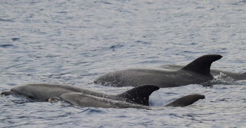 Funchal: Guarantee Wild Dolphin&Whale Watching by RIB - Authentic Experiences and Guest Feedback