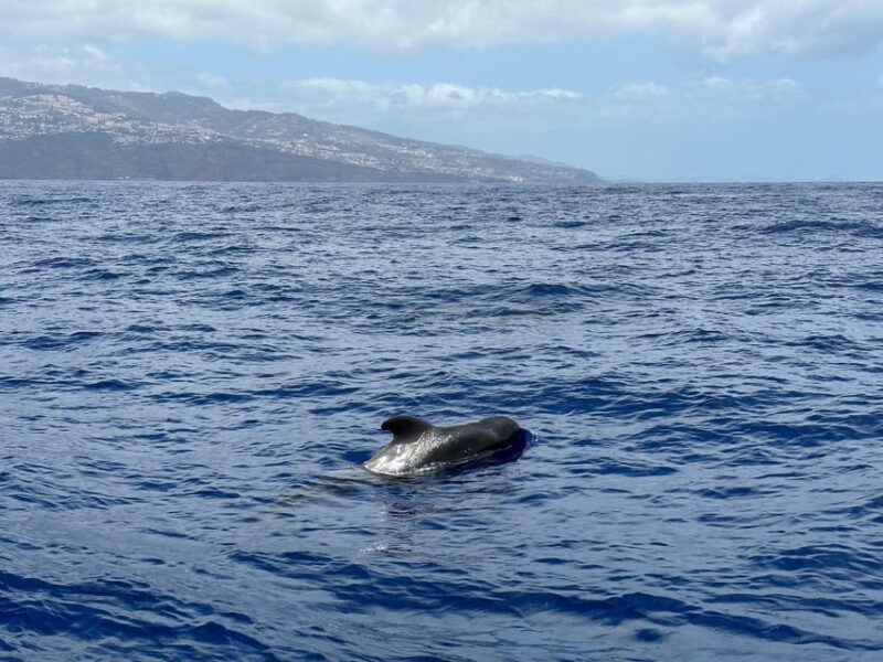 Funchal: Guarantee Wild Dolphin&Whale Watching by RIB - Pricing and Value
