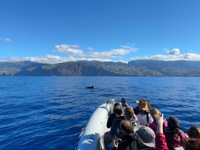 Funchal: Guarantee Wild Dolphin&Whale Watching by RIB - Practical Tips for Travelers