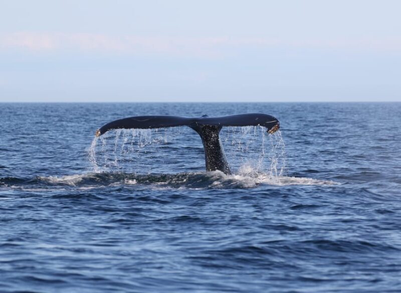 Funchal: Guarantee Wild Dolphin&Whale Watching by RIB - Who Is This Tour Best Suited For?