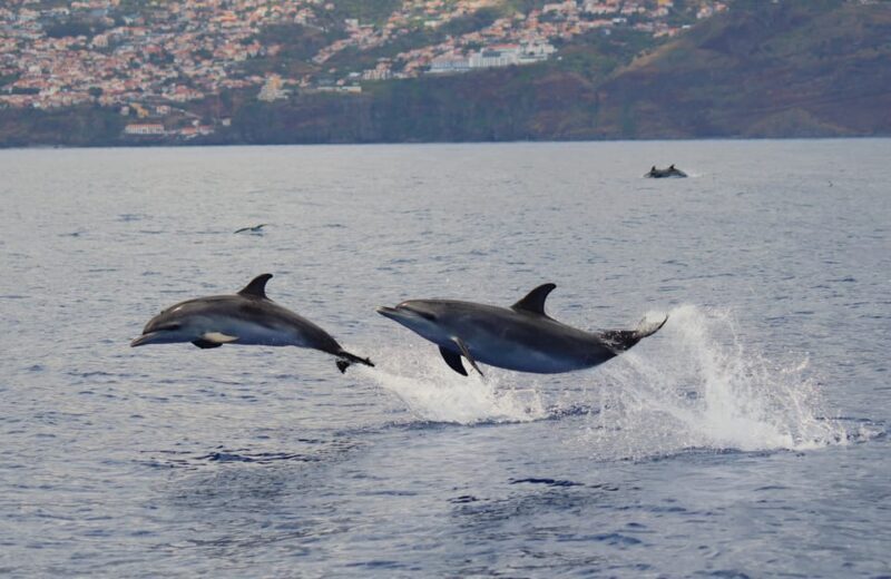 Funchal: Guarantee Wild Dolphin&Whale Watching by RIB - Frequently Asked Questions