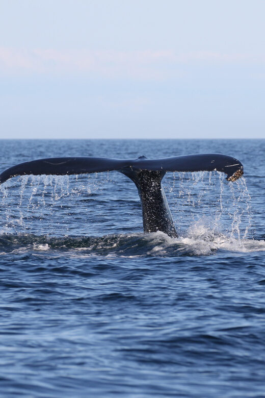 Funchal: Guarantee Wild Dolphin&Whale Watching by RIB - The Final Word