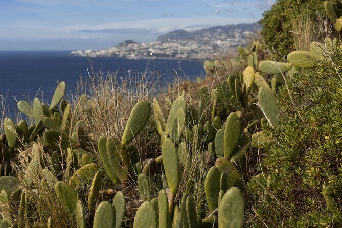 Funchal highlights 5h Private Tour in Madeira - FAQs