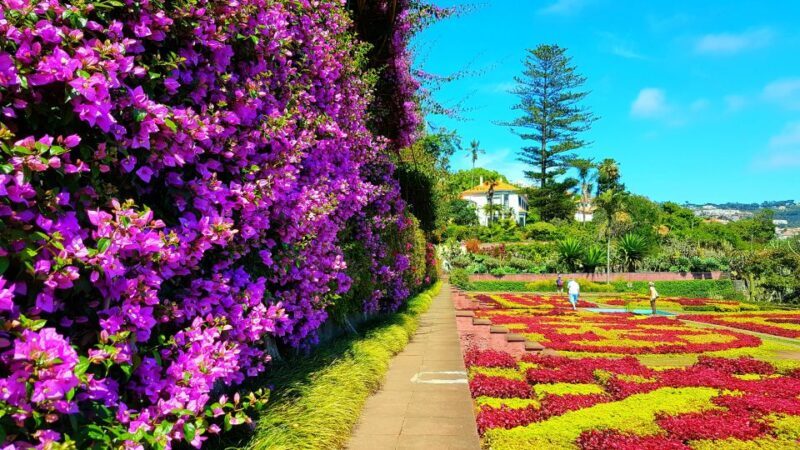 Funchal: Madeira Botanical Garden Private Tuk-Tuk Tour - Key Points