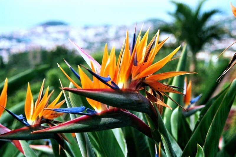 Funchal: Madeira Botanical Garden Private Tuk-Tuk Tour - Authenticity and Personalized Service