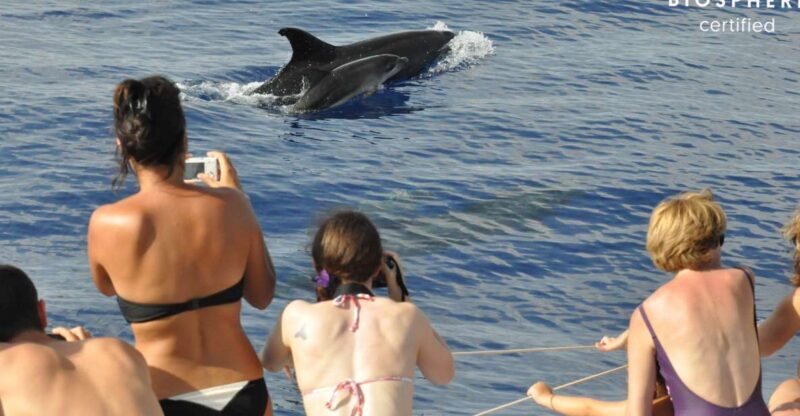 Funchal: Pico Arieiro, Cristo Rei and Dolphins Watching - Key Points