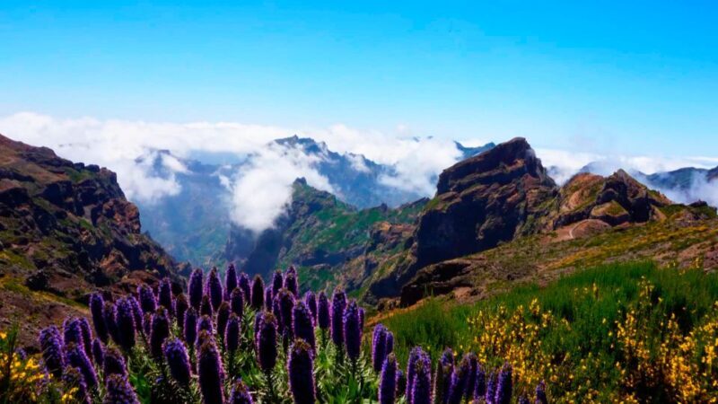 Funchal: Pico Arieiro, Cristo Rei and Dolphins Watching - Who Is This Tour Best For?
