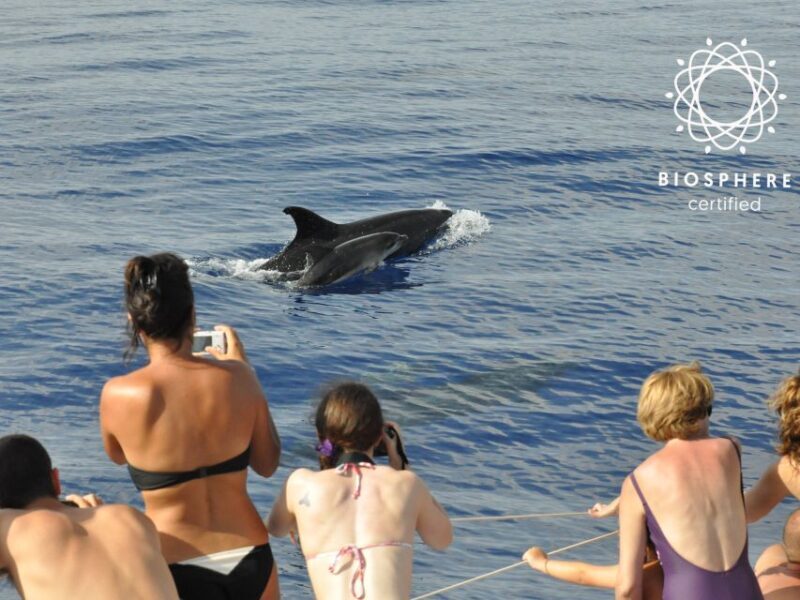 Funchal: Pico Arieiro, Cristo Rei and Dolphins Watching - The Sum Up: Is This the Right Tour for You?