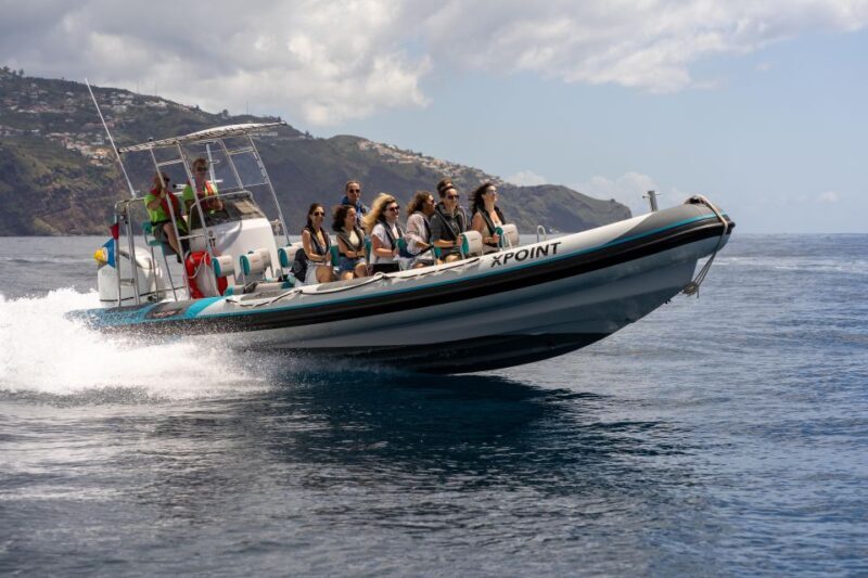 Funchal: RIB Whale Watching Cruise and Optional Dolphin Swim - Key Points