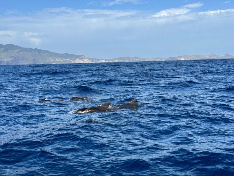 Funchal: RIB Whale Watching Cruise and Optional Dolphin Swim - The Starting Point and Boarding