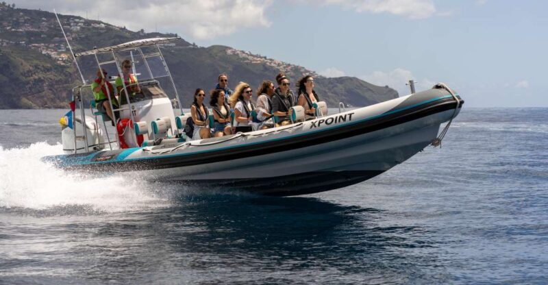 Funchal: RIB Whale Watching Cruise and Optional Dolphin Swim - Wildlife Spotting: What to Expect