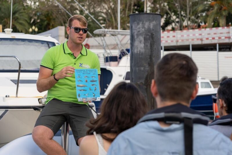 Funchal: RIB Whale Watching Cruise and Optional Dolphin Swim - The Experience at a Glance