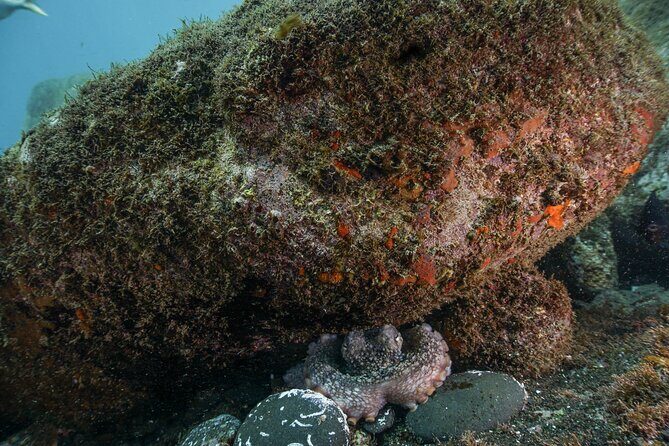 Funchal: Scuba Diving Experience for Beginners - The Itinerary Breakdown