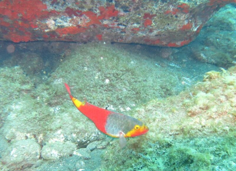 Funchal: Scuba Diving Experience for Beginners - Itinerary Breakdown