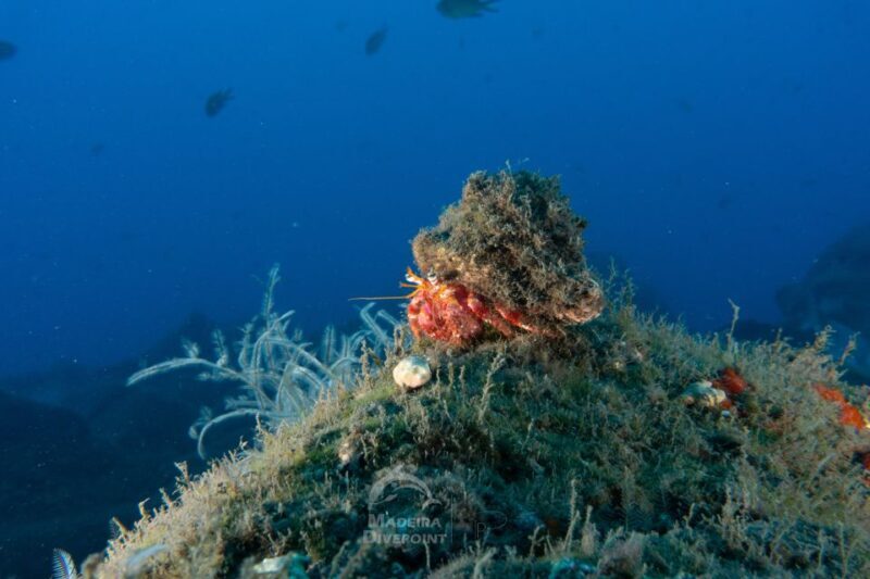 Funchal: Scuba Diving Experience for Beginners - Authentic Perspectives from Reviewers