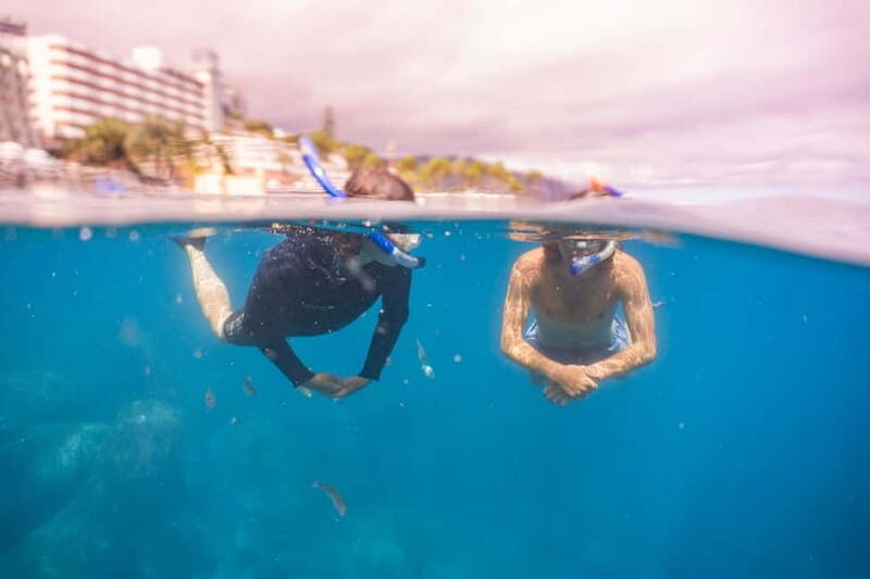 Funchal: Snorkeling Adventure in Eco-Park / Shore or by Boat - Key Points