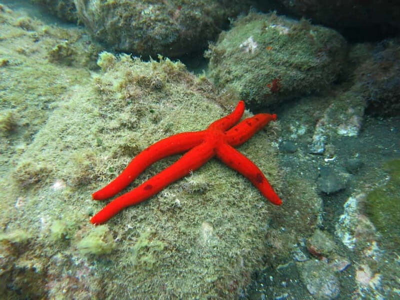 Funchal: Snorkeling Adventure in Eco-Park / Shore or by Boat - Discovering Madeira’s Underwater Treasures