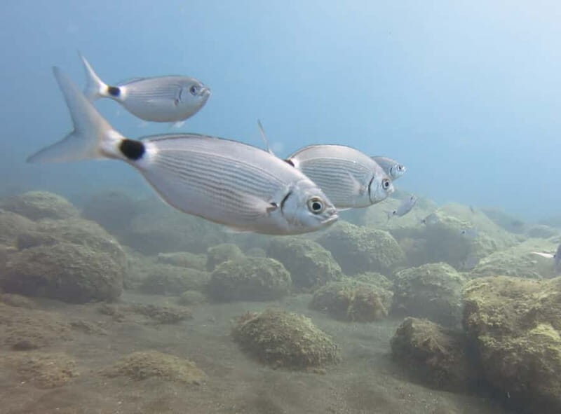 Funchal: Snorkeling Adventure in Eco-Park / Shore or by Boat - Who Will Love This Experience?