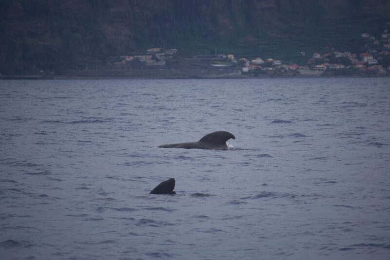 Funchal: Sunset over water by RIB boat +opt Dolphin/Whale - FAQ