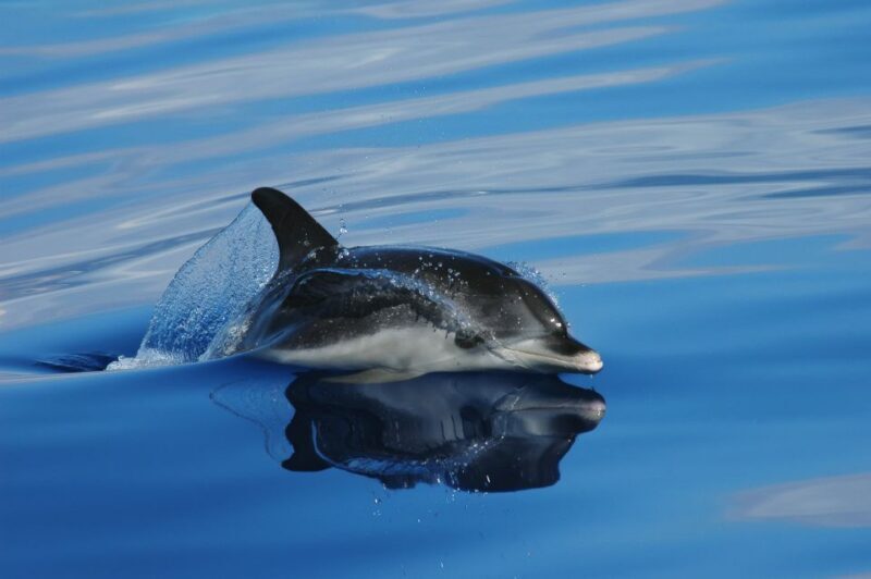 Funchal: Whale and Dolphin Watching Speed Boat Tour - How the Tour Works