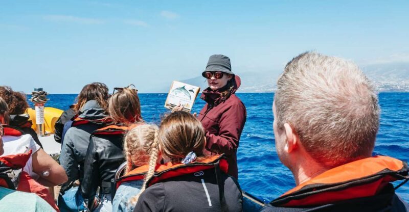 Funchal: Whale and Dolphin Watching Speed Boat Tour - The Authentic Experience