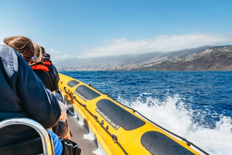 Funchal: Whale and Dolphin Watching Speed Boat Tour - A Few Drawbacks to Consider