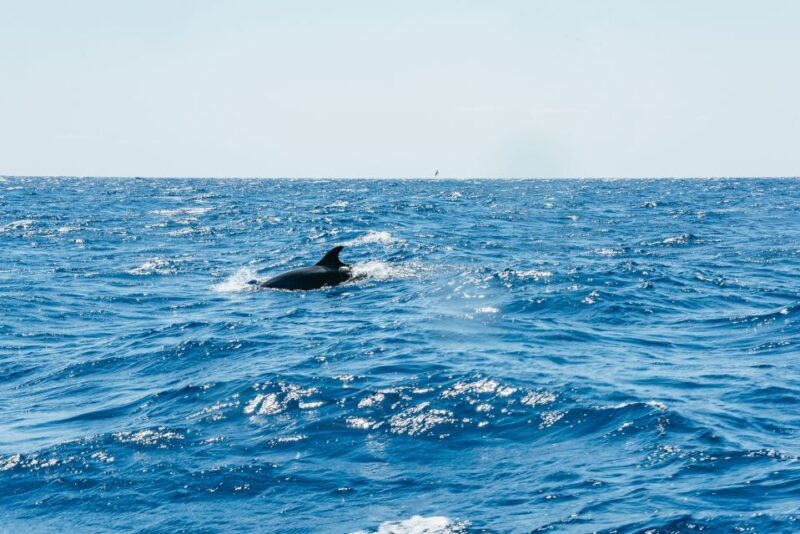 Funchal: Whale and Dolphin Watching Speed Boat Tour - Final Thoughts: Is This Tour Worth It?