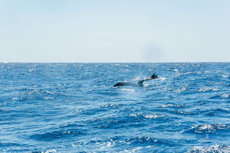 Funchal: Whale and Dolphin Watching Speed Boat Tour - FAQ