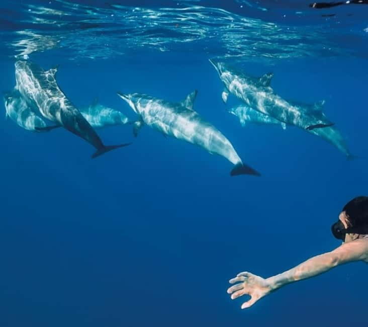 Funchal: Whale Watching and Swimming with Dolphins Cruise - Who Should Consider This Tour?