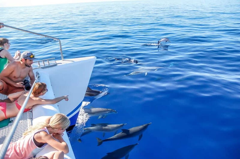 Funchal:Hop-on Hop-off Bus & Whale & Dolphin boat Excursion - The Land and Sea Experience: A Genuine Look at the Tour