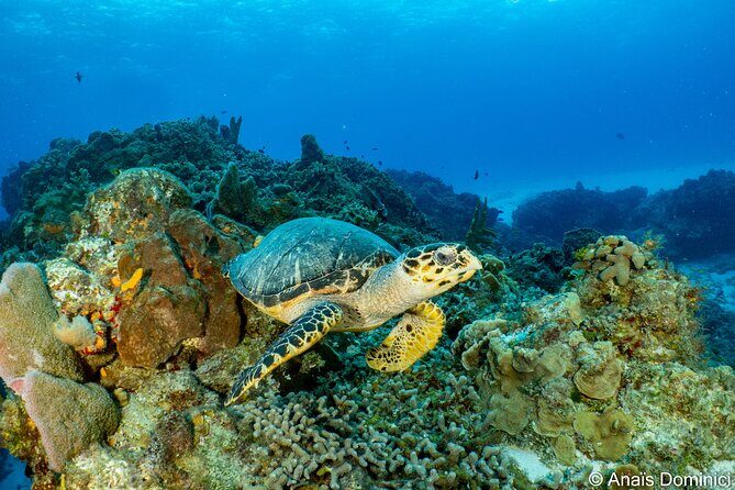 FunDiving in Cozumel - By Ferry - 2 Tanks in the wonderful Caribbean sea - Authentic Insights from Past Travelers
