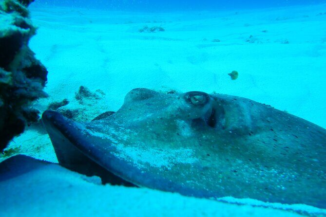 FunDiving in Cozumel - By Ferry - 2 Tanks in the wonderful Caribbean sea - The Sum Up: Who Is This Tour Best For?