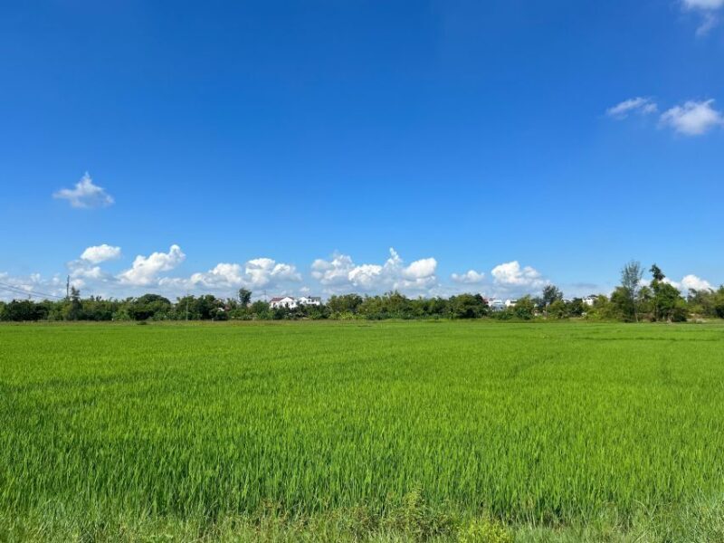 Funny day cycling, Buffalo riding and Basket boat - A Complete Journey into Vietnam’s Countryside
