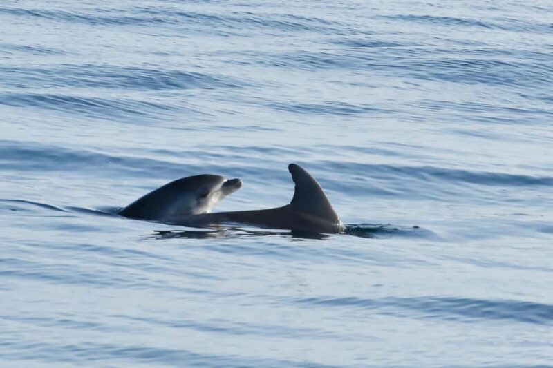 Funtana: Dolphin safari, drinks included - Funtana: Dolphin Safari, Drinks Included — A Detailed Review